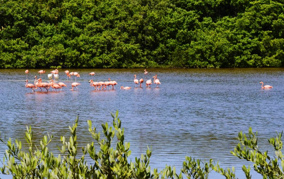 Celestun Flamingo Tour: Everything you need to know
