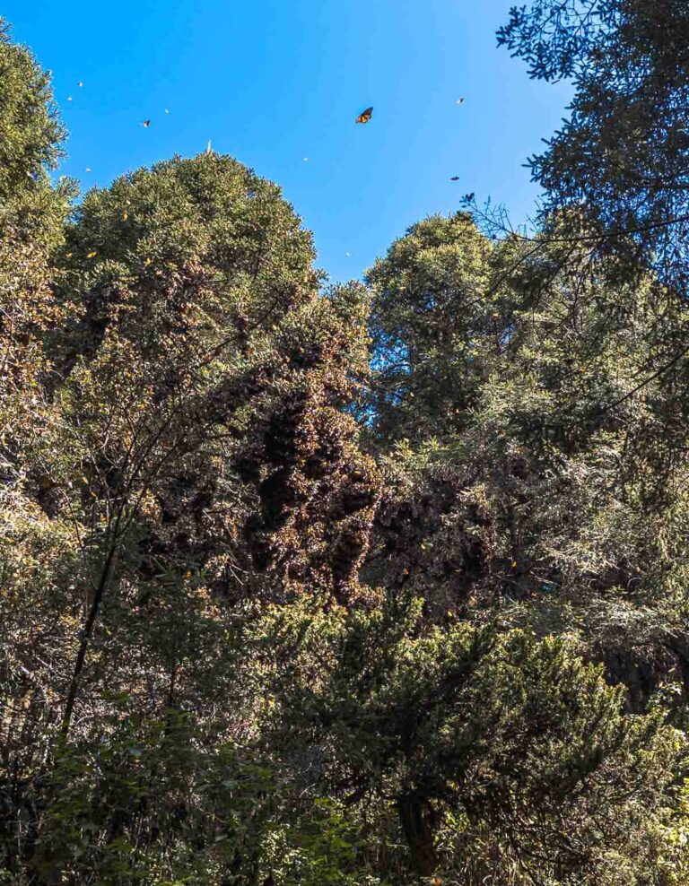 How To See The Monarch Butterfly Migration In Mexico 🦋