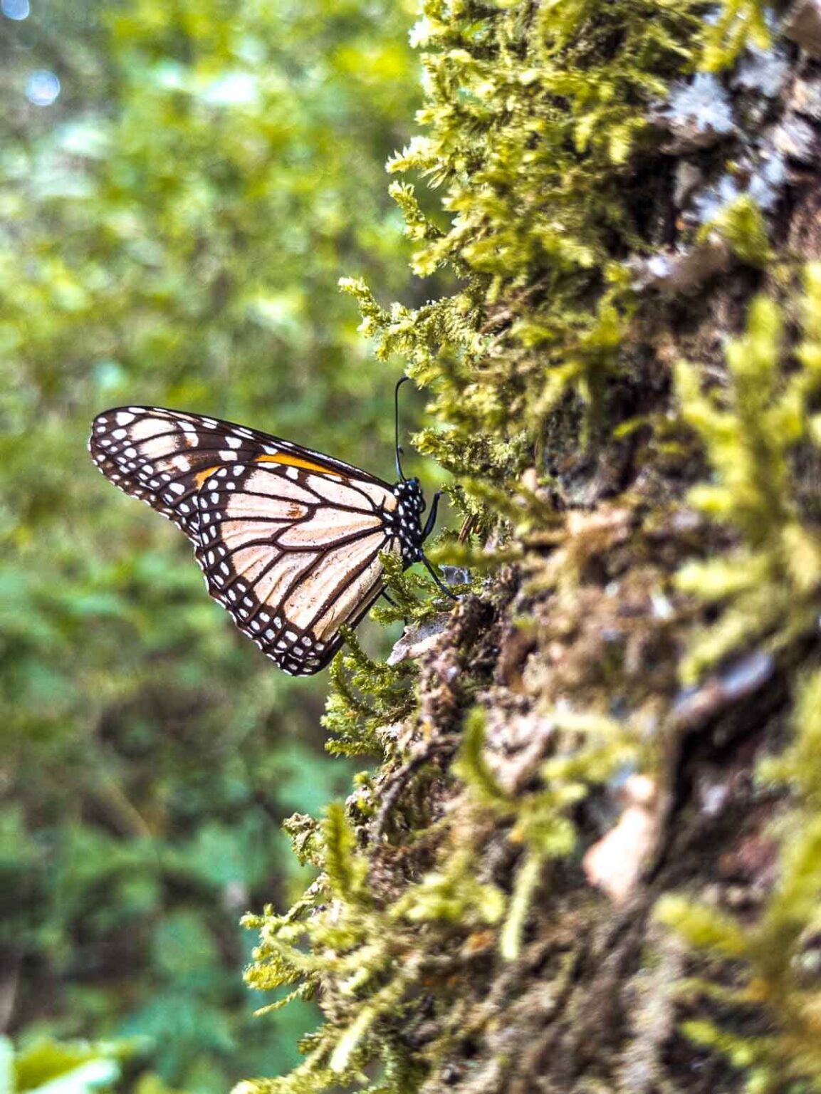 How to See the Monarch Butterfly Migration in Mexico 🦋